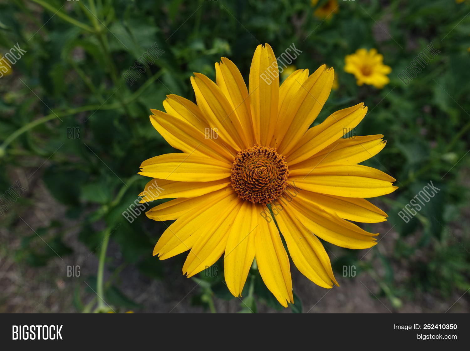 Close Shot Flower Image & Photo (Free Trial) | Bigstock