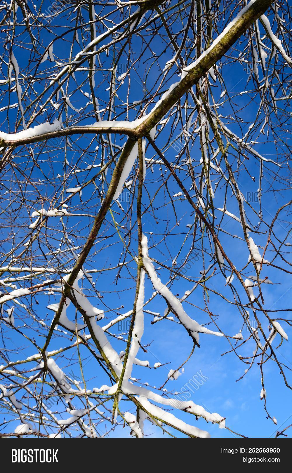 Snow Laden Tree Image & Photo (Free Trial) | Bigstock