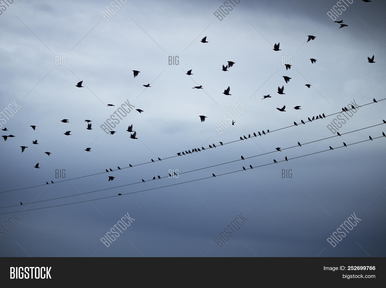 Group Birds Seats On Image & Photo (Free Trial) | Bigstock