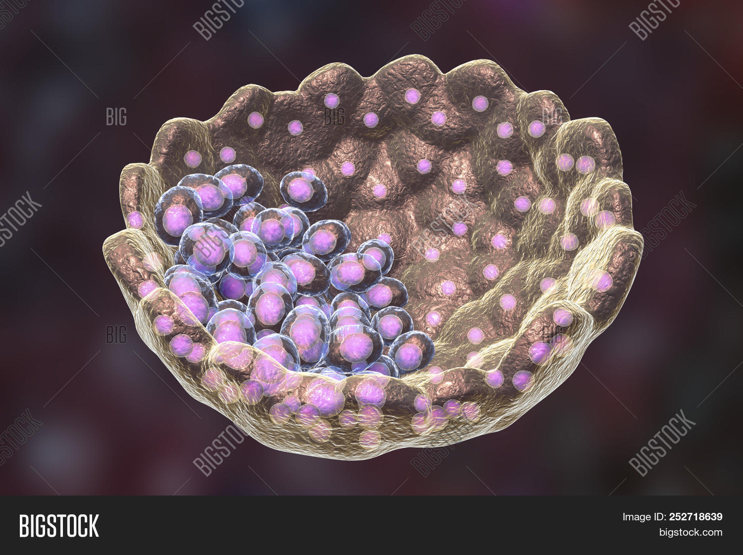 Human Blastula
