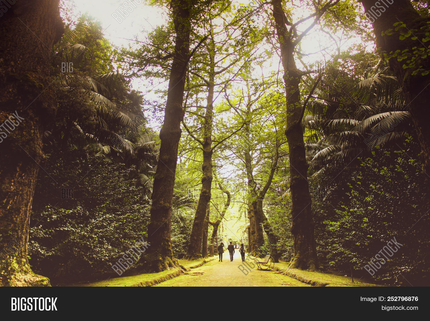 Path Beautiful Green Image & Photo (Free Trial) | Bigstock