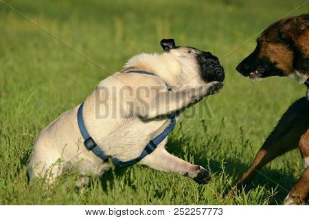 Dogs Play With Each Other. Young Pug-dog. Merry Fuss Puppies ...