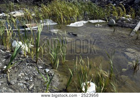Polluted Pond Image & Photo (Free Trial) | Bigstock