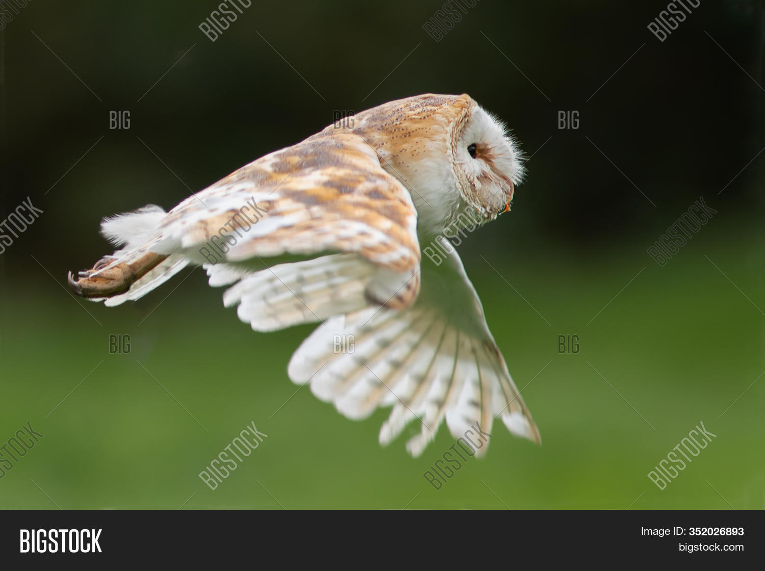 Barn Owls In Flight Close Up