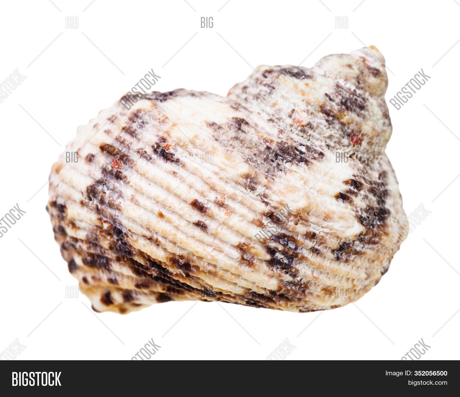 Shell Whelk Mollusc Image & Photo (Free Trial) | Bigstock