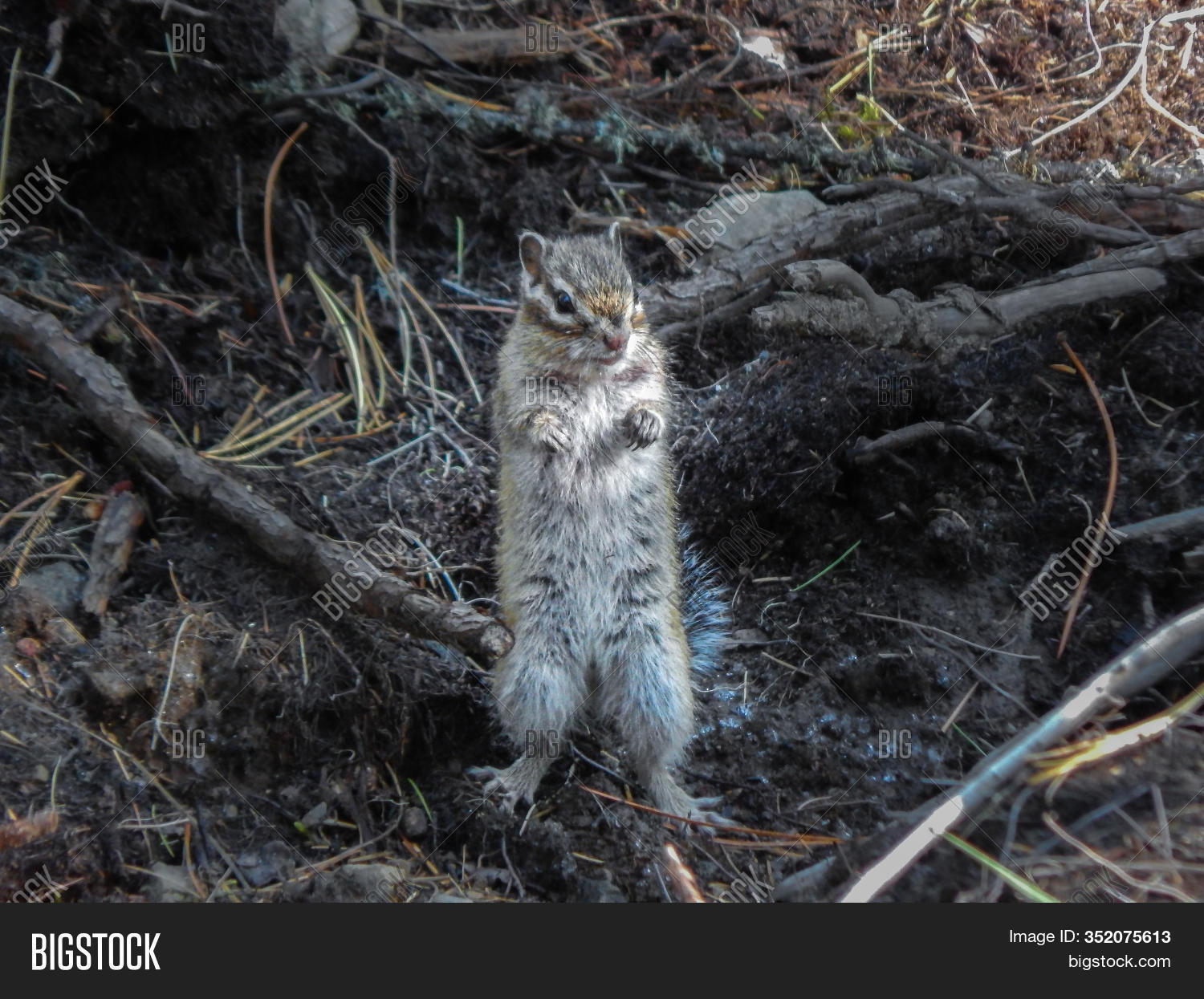 Small Chipmunk That Image & Photo (Free Trial) | Bigstock