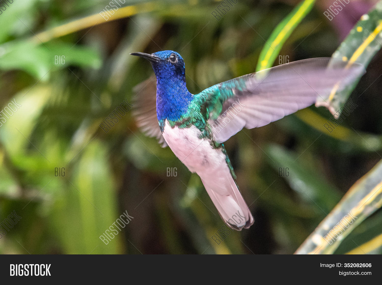 Green Blue Hummingbird Image & Photo (Free Trial) | Bigstock