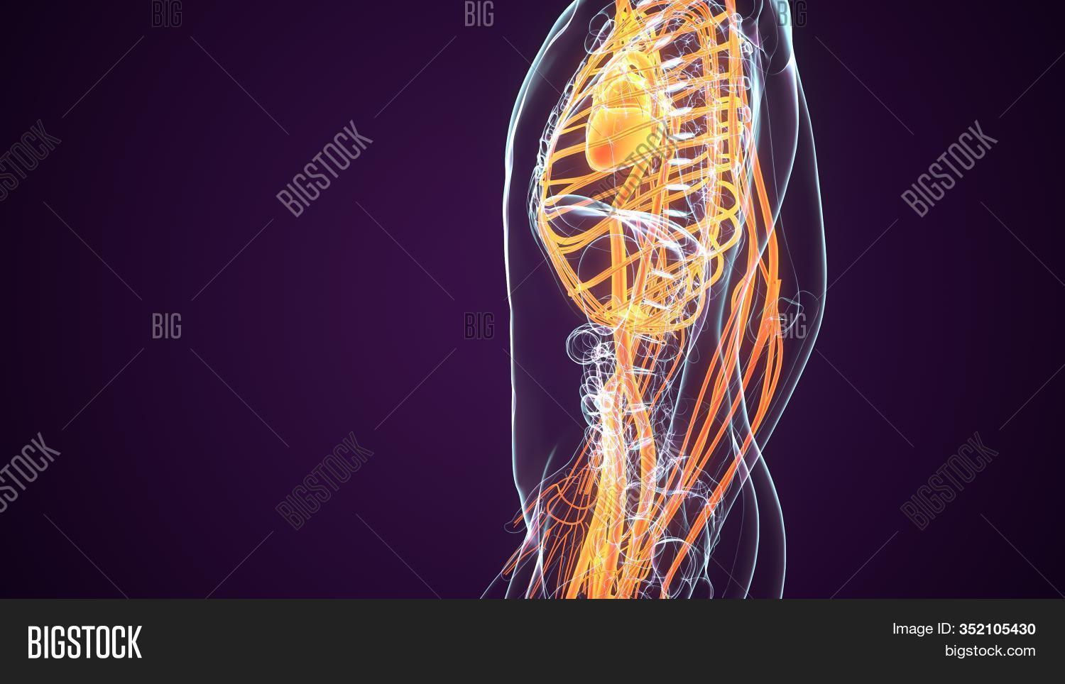 3d Rendered Anatomy Image & Photo (Free Trial) | Bigstock