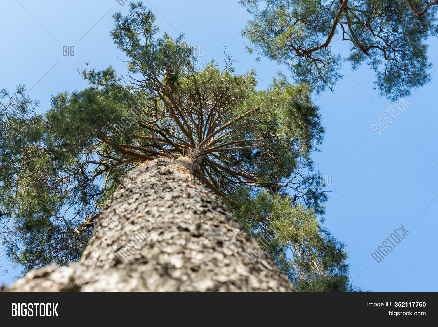 High Pine Forest. Image & Photo (Free Trial) | Bigstock
