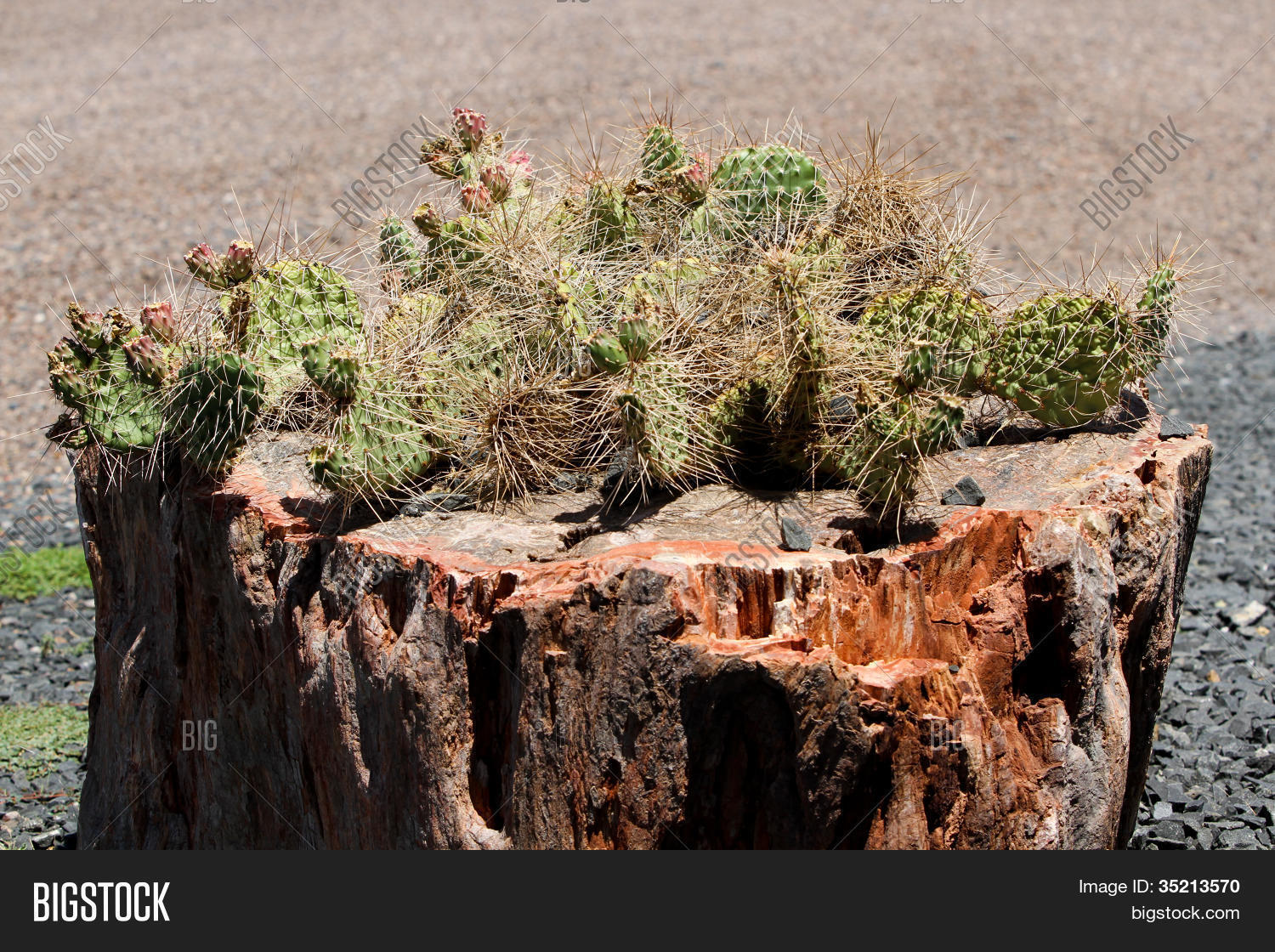 Petrified Cactus Image & Photo (Free Trial) | Bigstock
