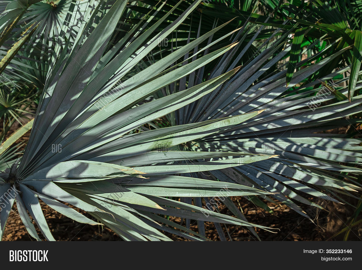 Fan Palm Leaves Park. Image & Photo (Free Trial) | Bigstock