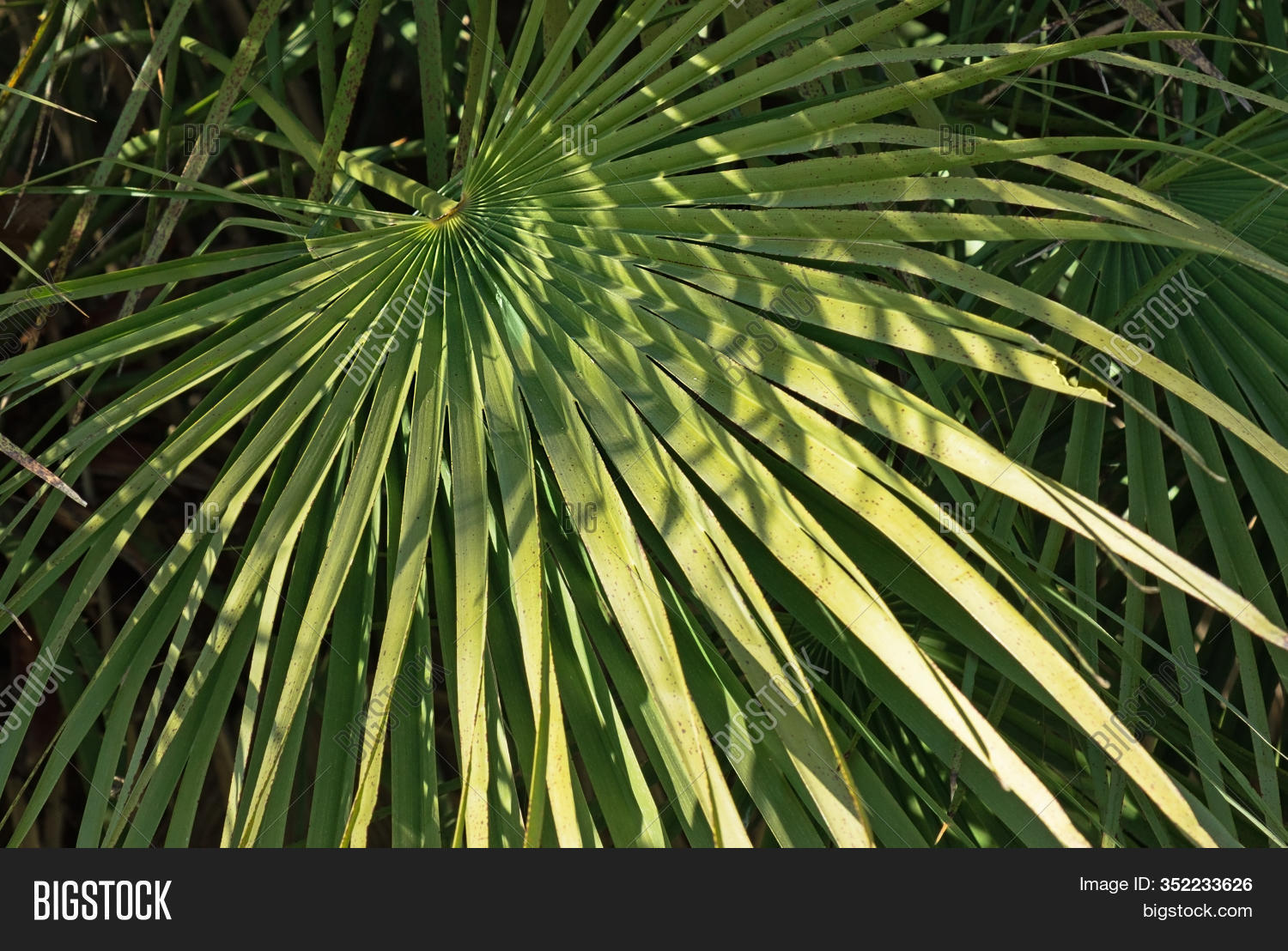 Fan Palm Leaves Park. Image & Photo (Free Trial) | Bigstock
