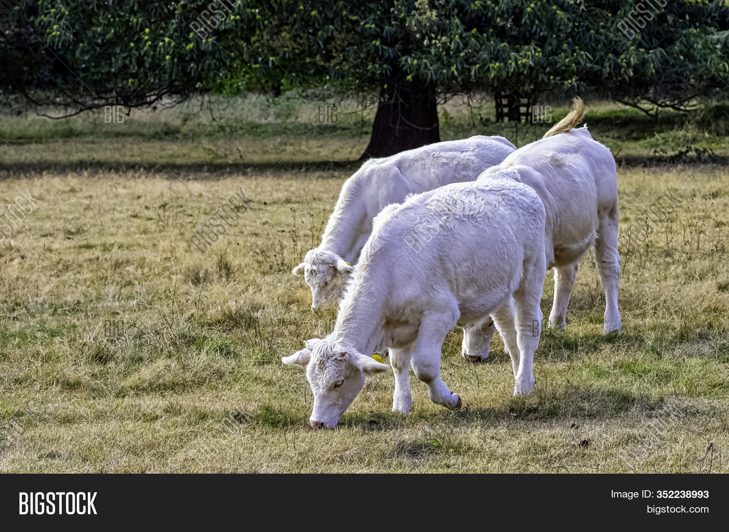 Charolais Cattle - Image & Photo (Free Trial) | Bigstock