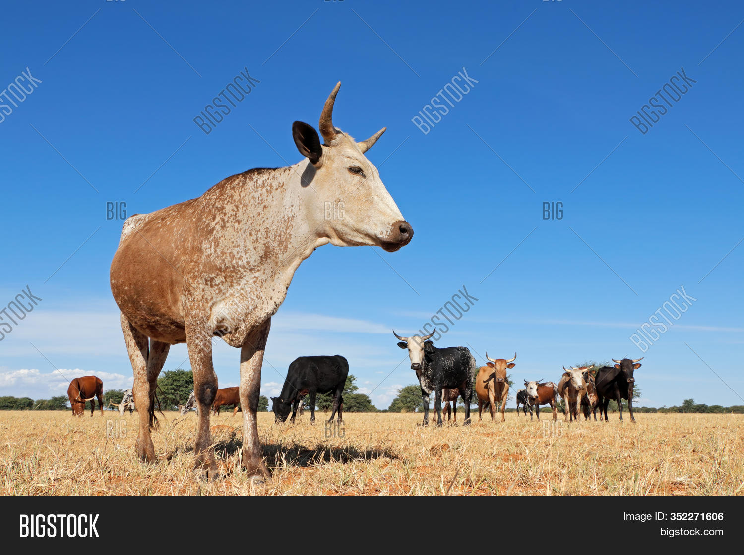 Nguni Cow - Indigenous Image & Photo (Free Trial) | Bigstock