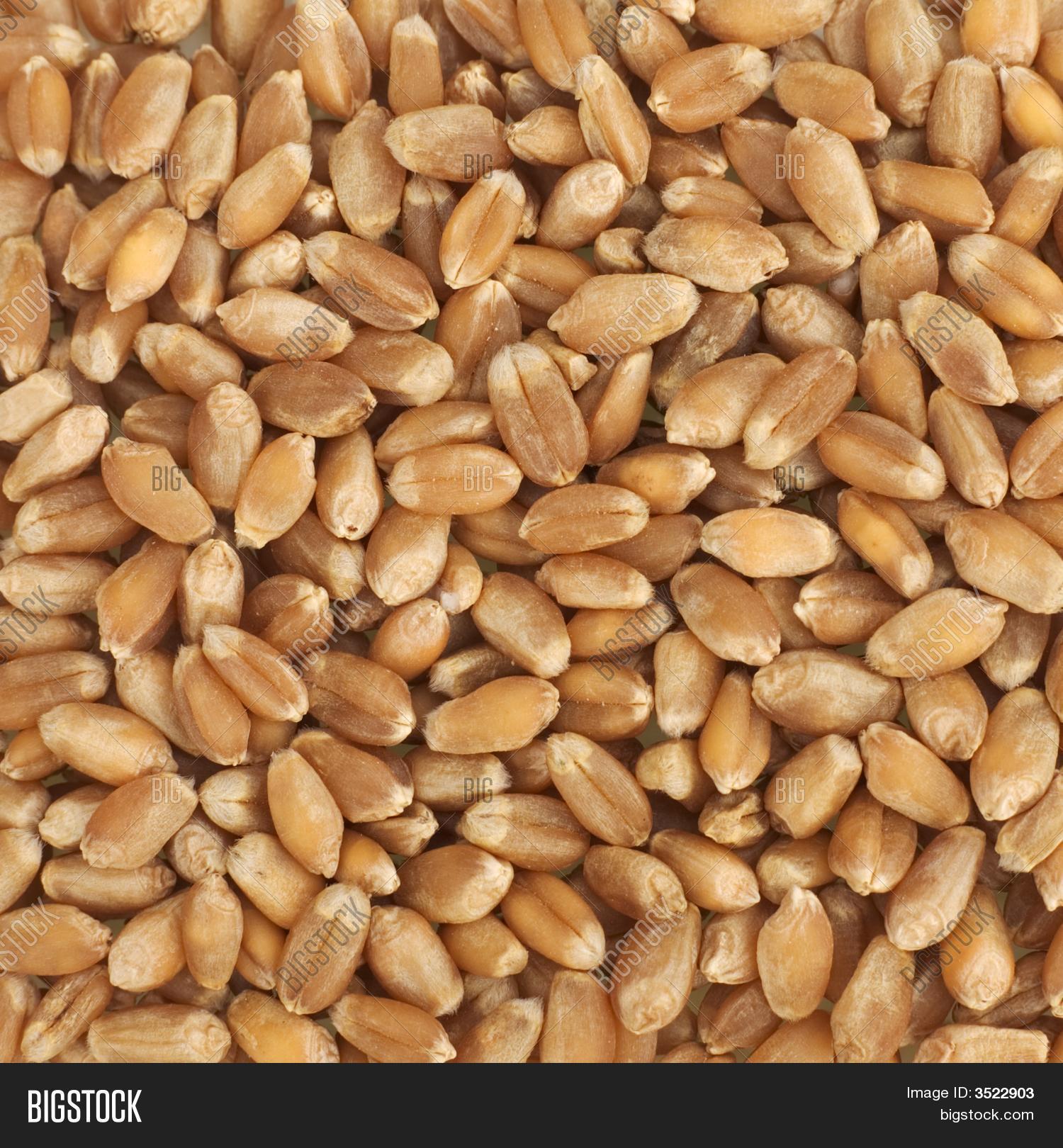 Wheat Texture Image & Photo (Free Trial) | Bigstock