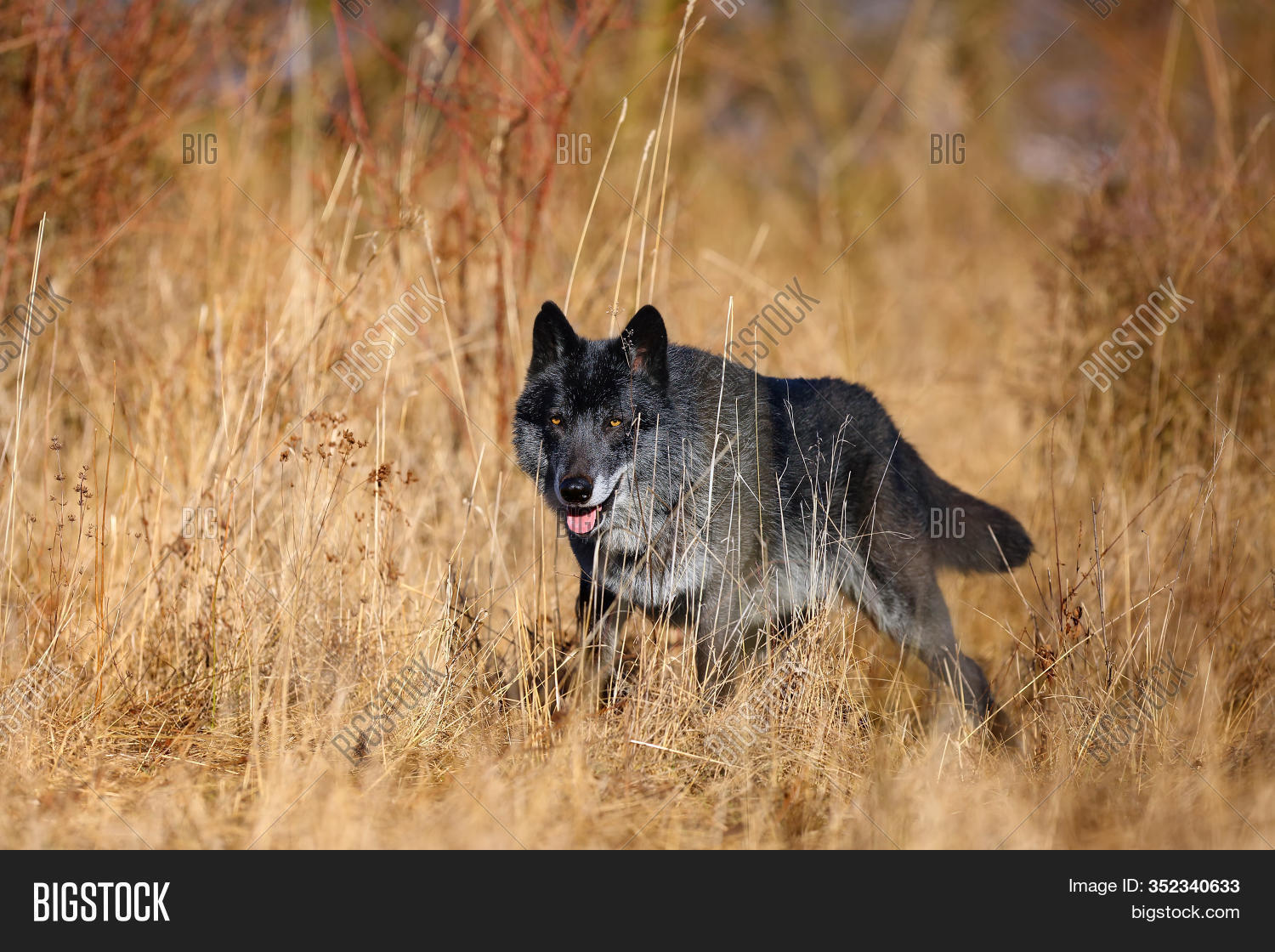 Northwestern Wolf ( Image & Photo (Free Trial) | Bigstock
