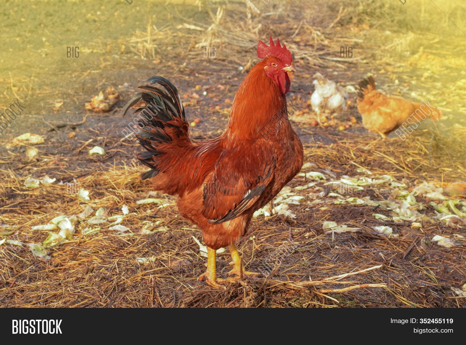 Red Head Rooster Image & Photo (Free Trial) | Bigstock