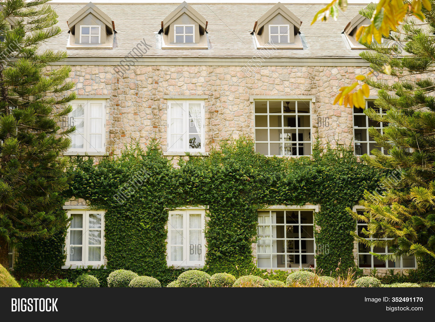 Creeping Fig Creeping Image & Photo (Free Trial) | Bigstock