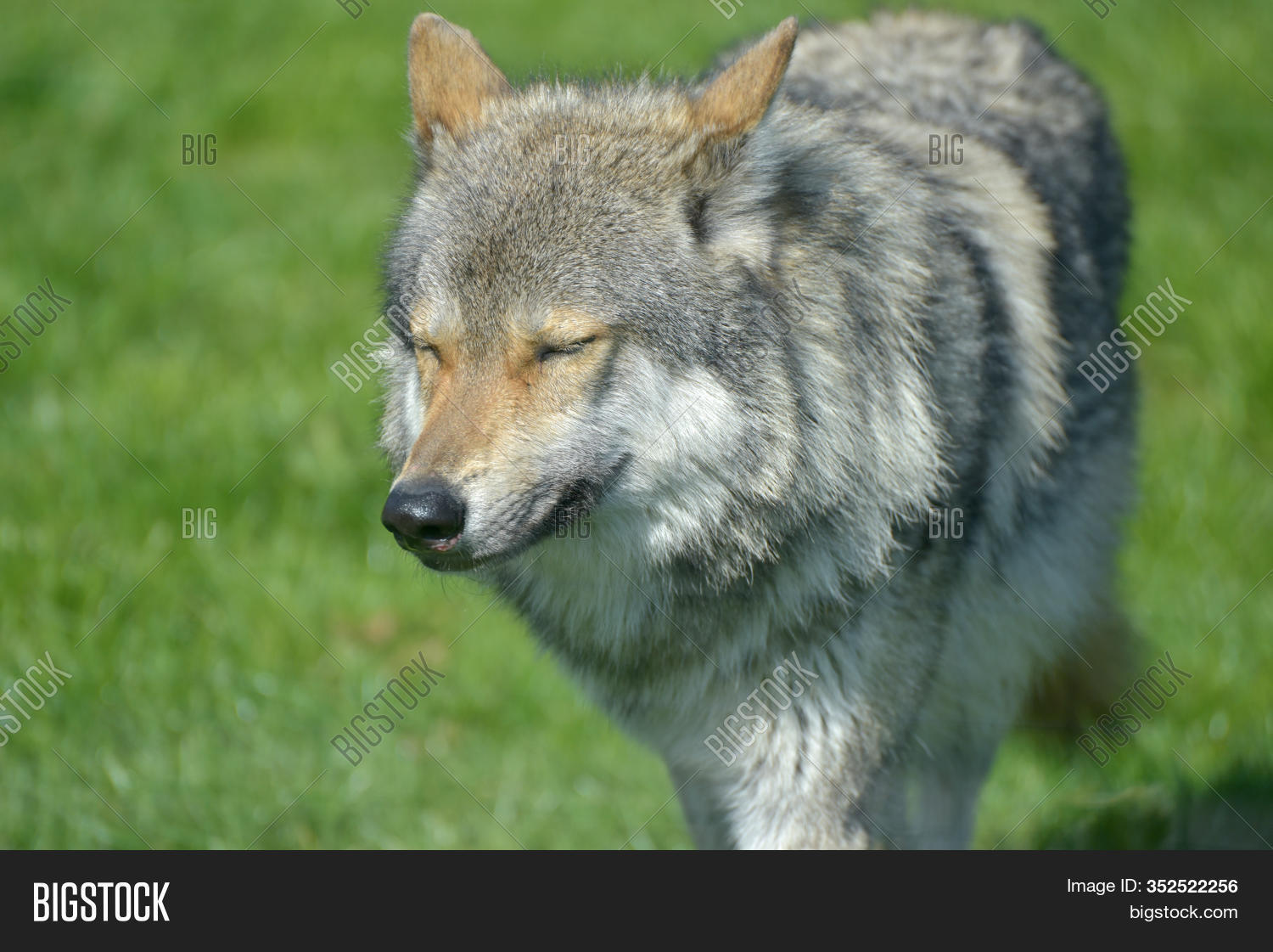European Grey Wolf, Image & Photo (Free Trial) | Bigstock