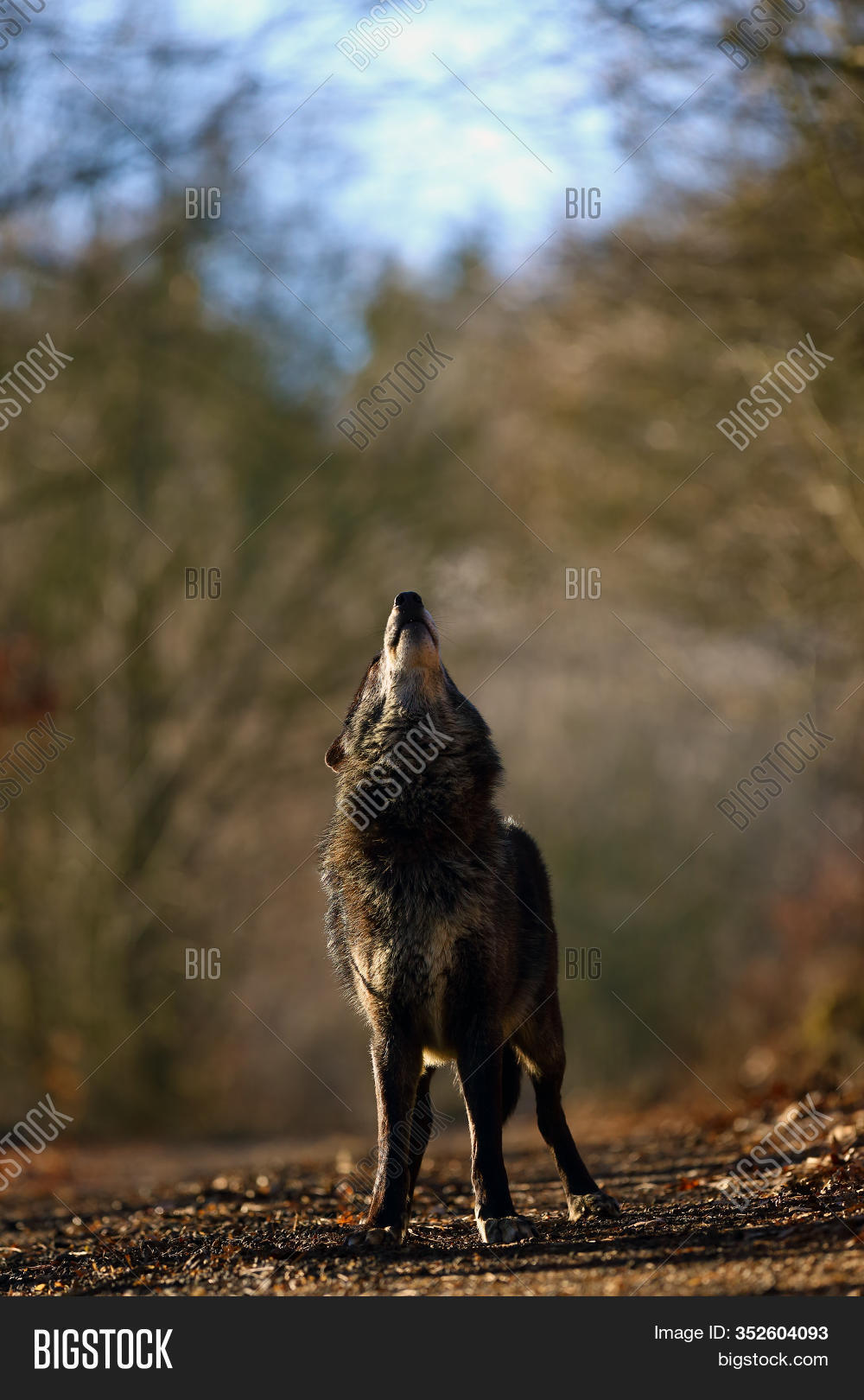 Northwestern Wolf ( Image & Photo (Free Trial) | Bigstock
