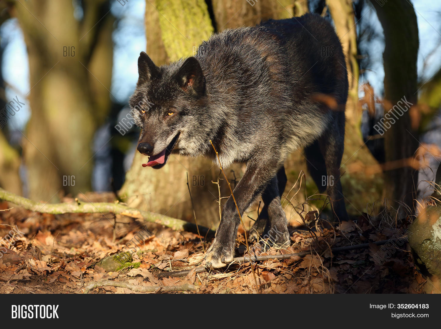 Northwestern Wolf ( Image & Photo (Free Trial) | Bigstock