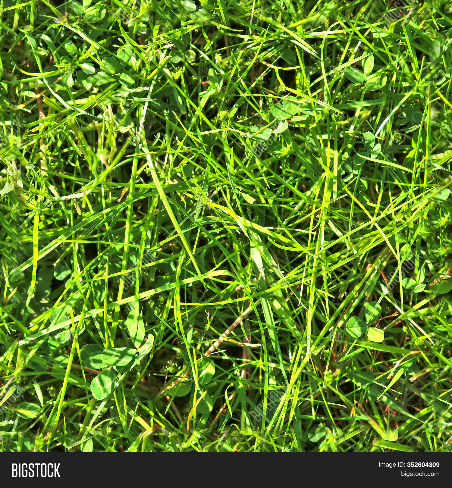 Photo Realistic Image & Photo (Free Trial) | Bigstock
