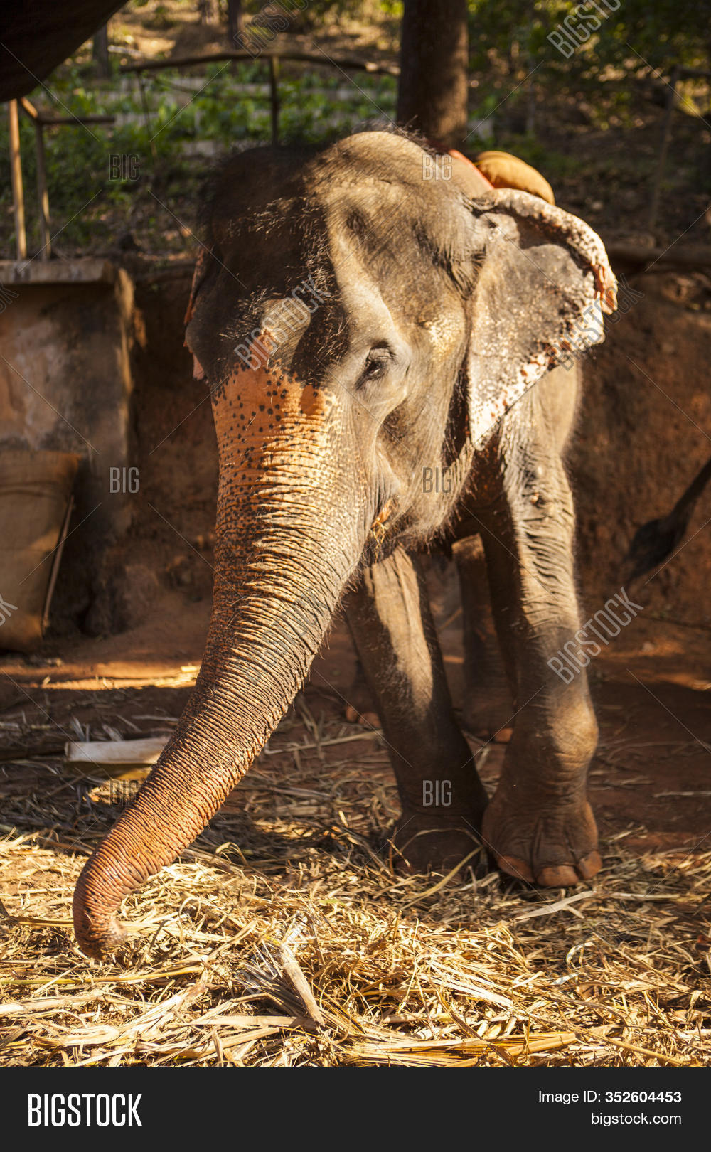 Large Indian Elephant Image & Photo (Free Trial) | Bigstock