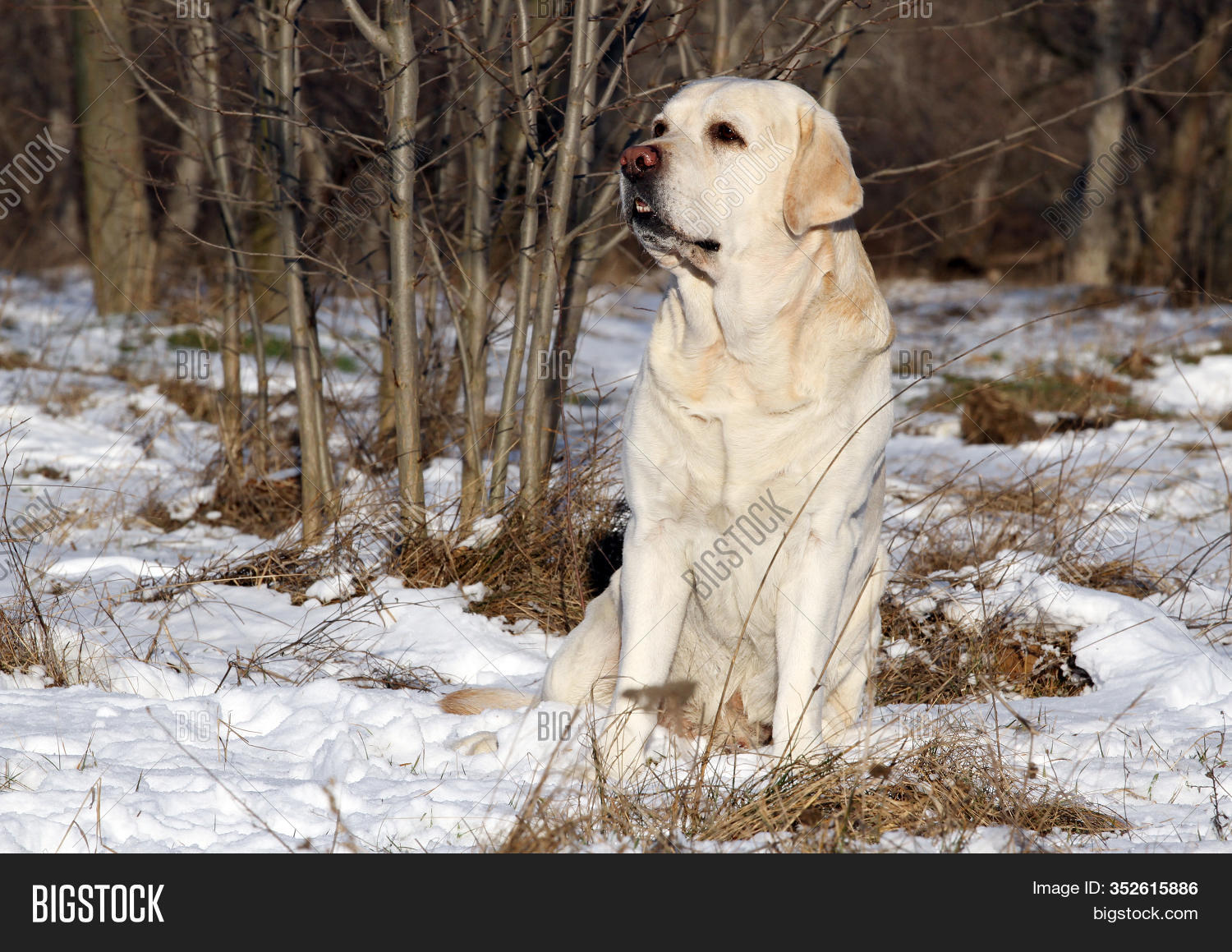 Yellow Labrador Winter Image & Photo (Free Trial) | Bigstock