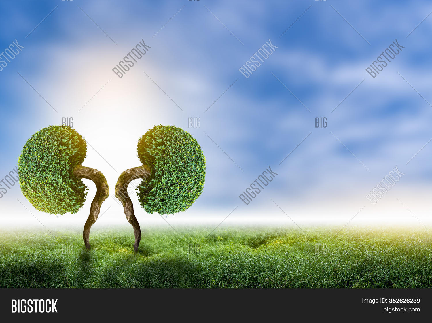 Tree (kidney) 3d Image & Photo (Free Trial) | Bigstock