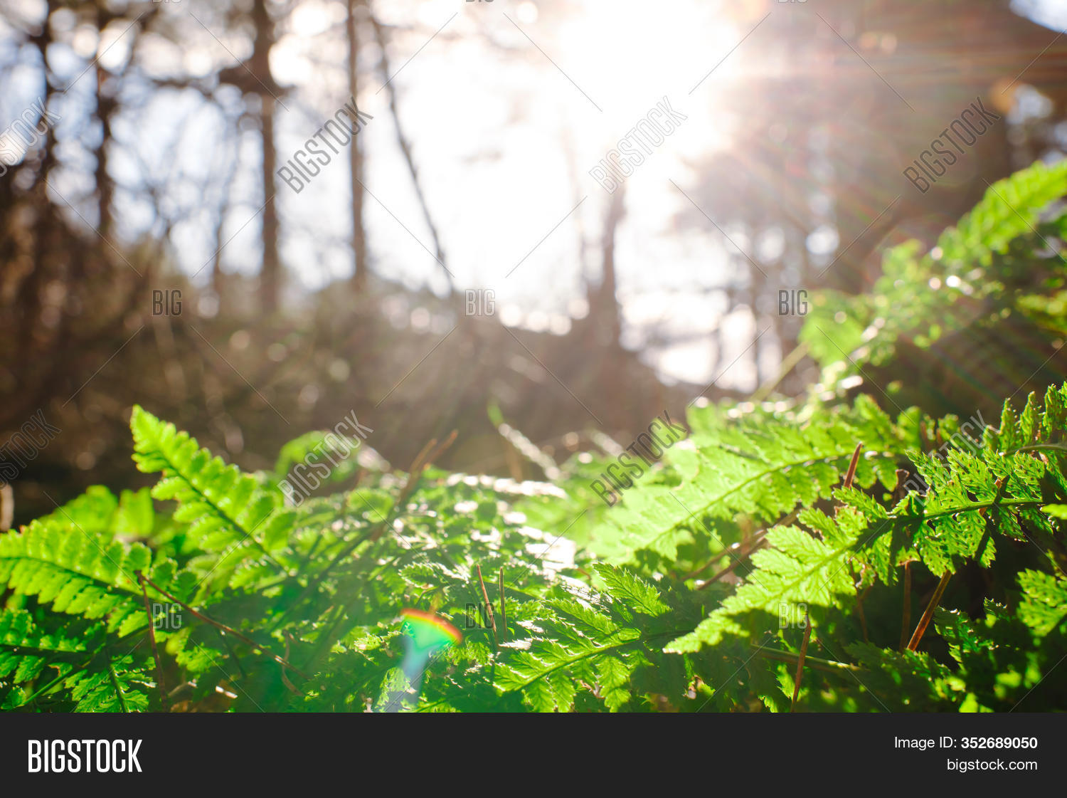 Plants Sun, Early Image & Photo (Free Trial) | Bigstock