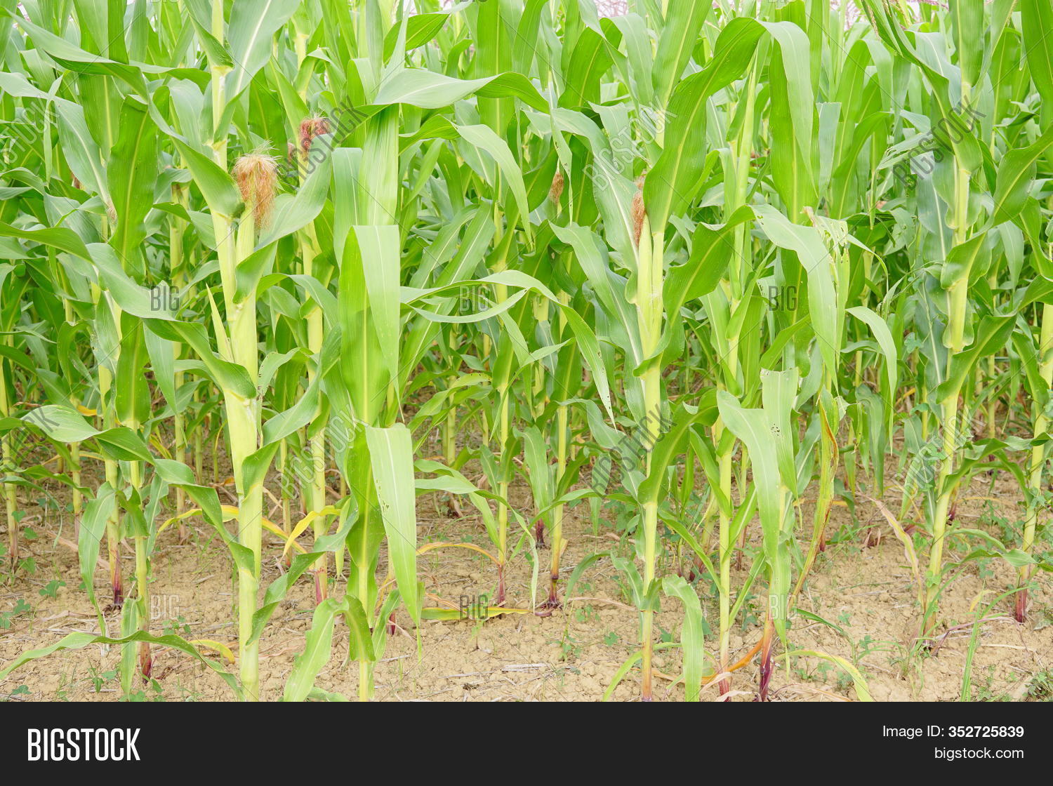 Corn Kernels Still Image & Photo (Free Trial) | Bigstock