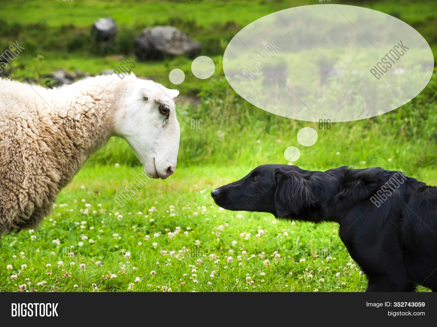 Dog Meets Sheep, Copy Image & Photo (Free Trial) | Bigstock