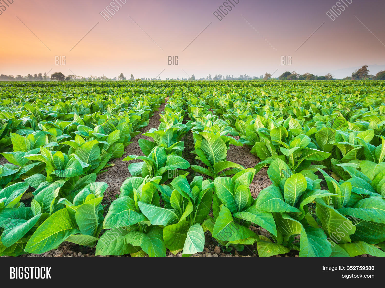 View Tobacco Plant Image & Photo (Free Trial) | Bigstock