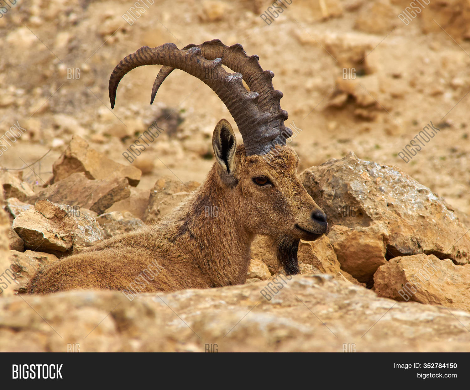 Nubian Ibex (capra Image & Photo (Free Trial) | Bigstock