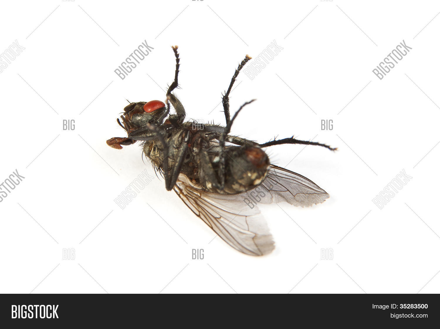 Fly Isolated On White Image & Photo (Free Trial) | Bigstock