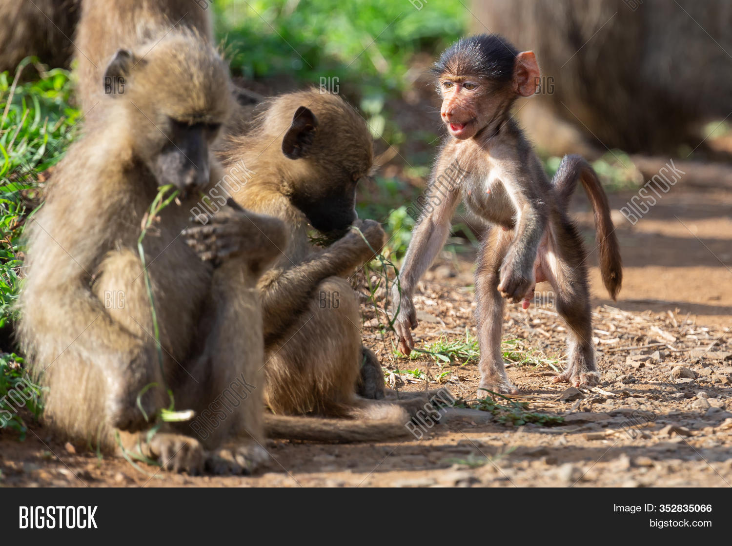 Family Baboons Playing Image & Photo (Free Trial) | Bigstock