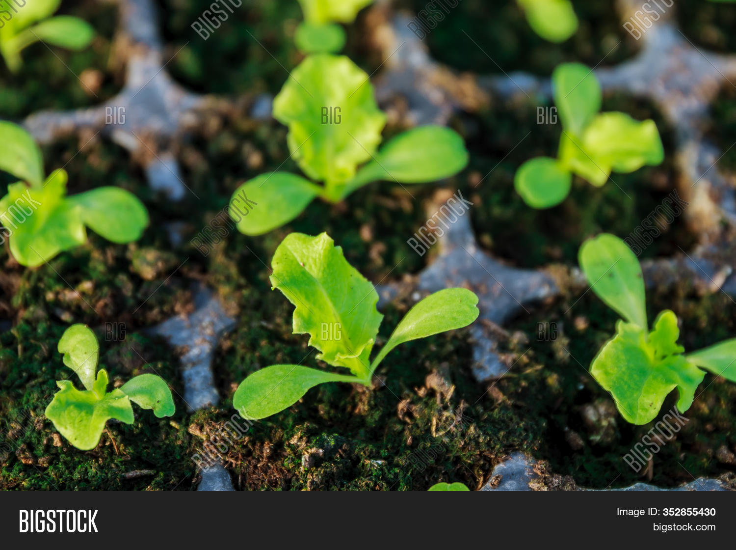 Growing Lettuce Image & Photo (Free Trial) | Bigstock
