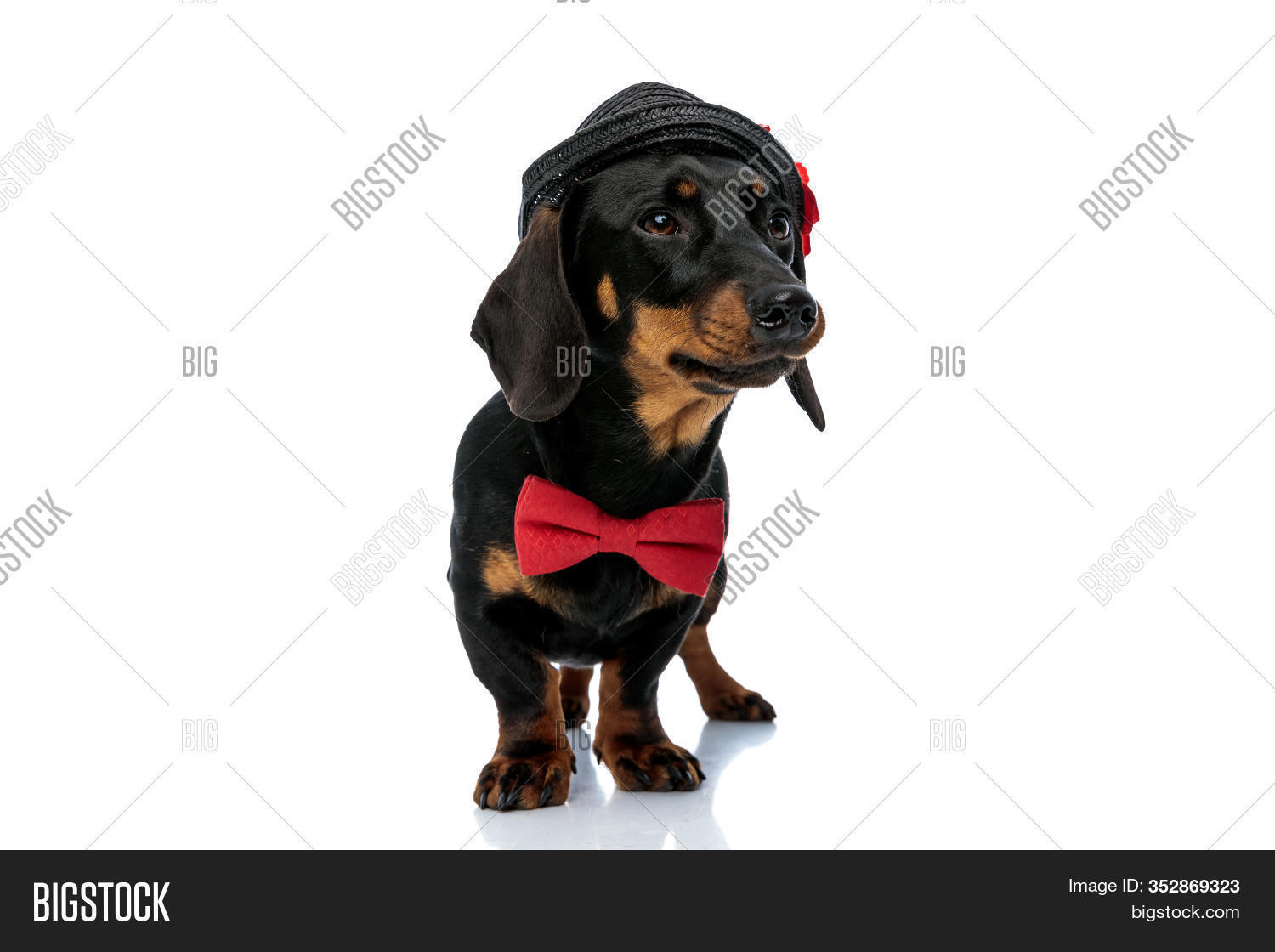 Curious Teckel Puppy Image & Photo (Free Trial) | Bigstock