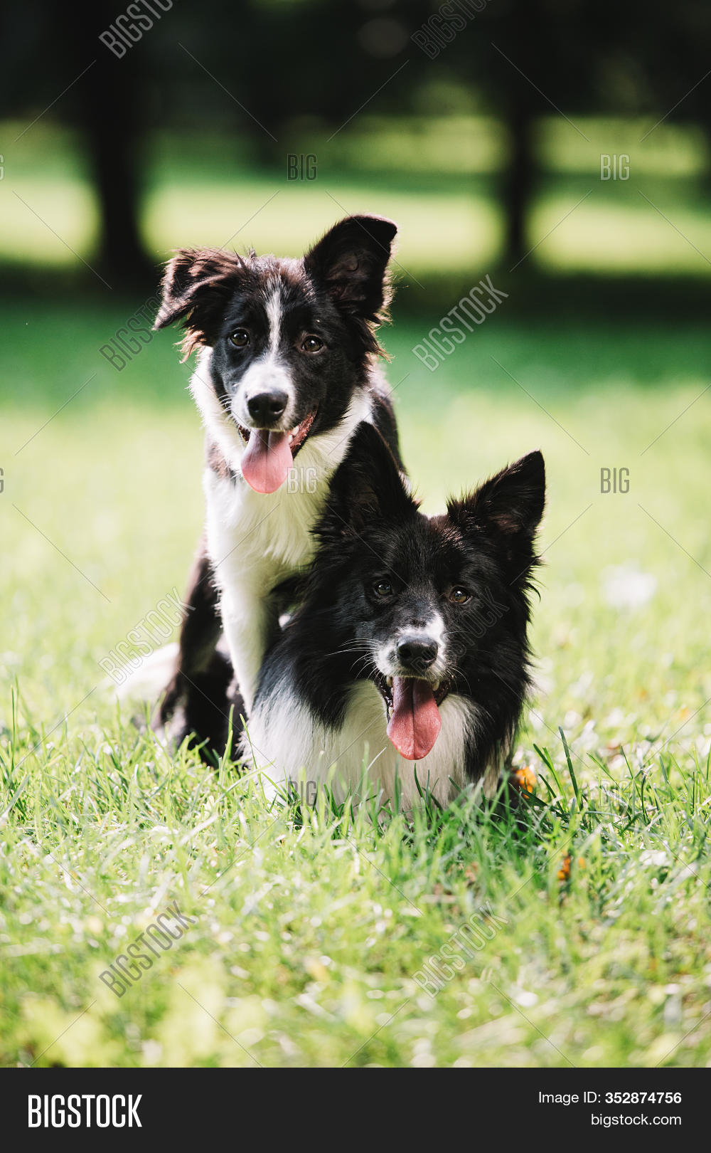 Two Beautiful Dogs Image & Photo (Free Trial) | Bigstock
