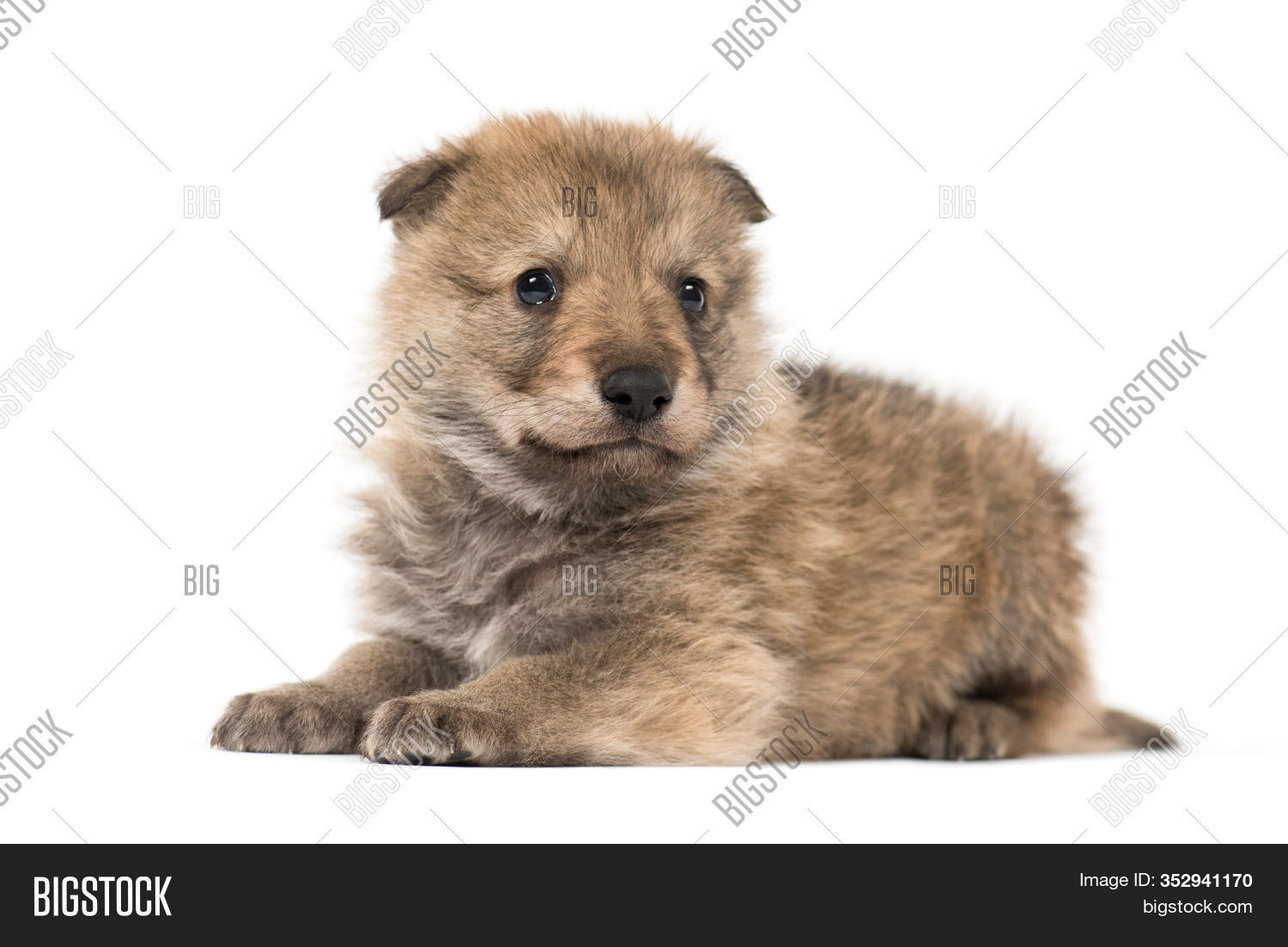 Young Mongolian Wolf, Image & Photo (Free Trial) | Bigstock