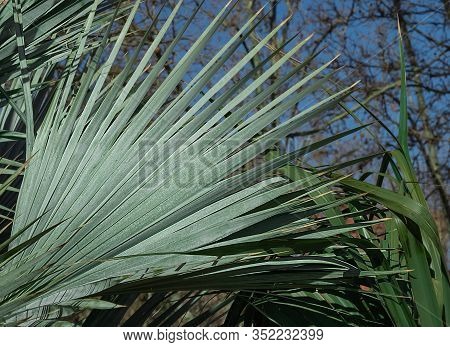 Green Leaf Fan Palm Image & Photo (Free Trial) | Bigstock
