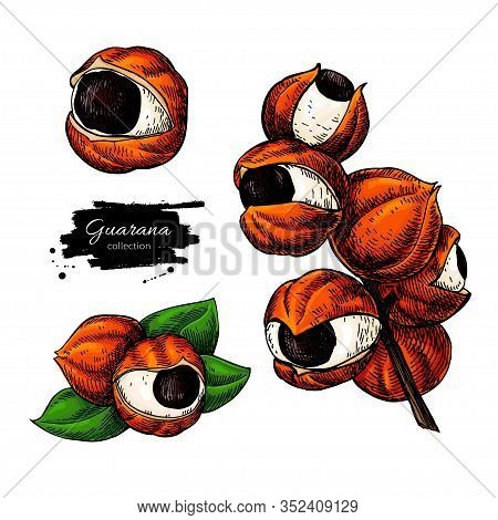 Guarana Vector Vector & Photo (Free Trial) | Bigstock