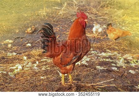 Red Head Rooster Image & Photo (Free Trial) | Bigstock