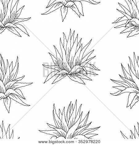 Cactus Blue Agave Vector & Photo (Free Trial) | Bigstock