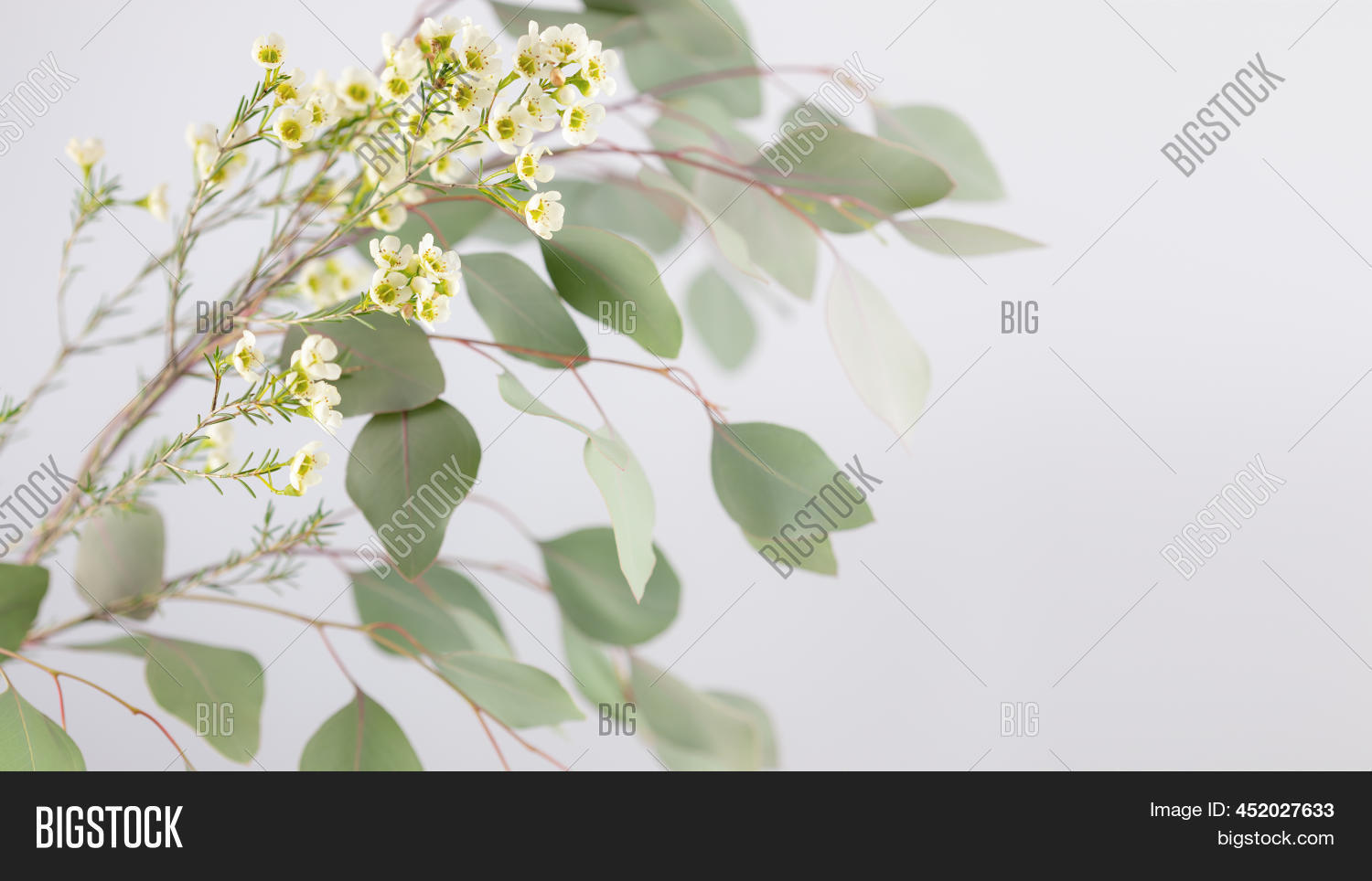 Spring Flower Image & Photo (Free Trial) | Bigstock