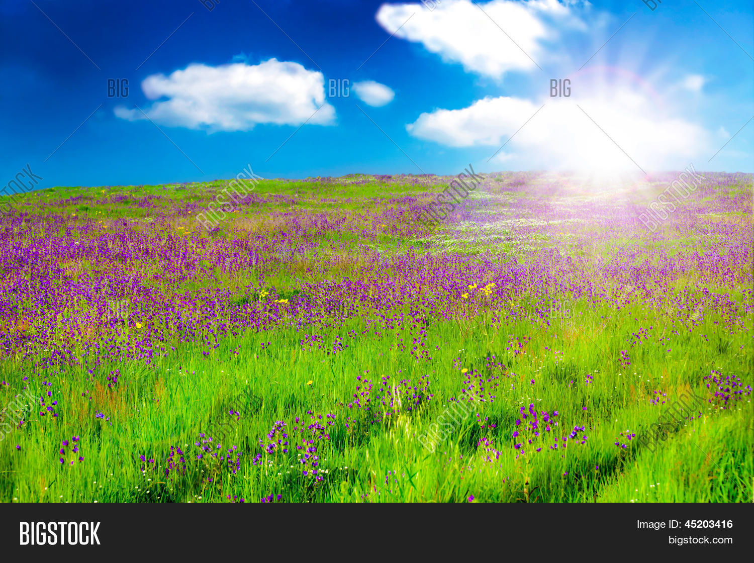 Field Purple Flowers Image & Photo (Free Trial) | Bigstock