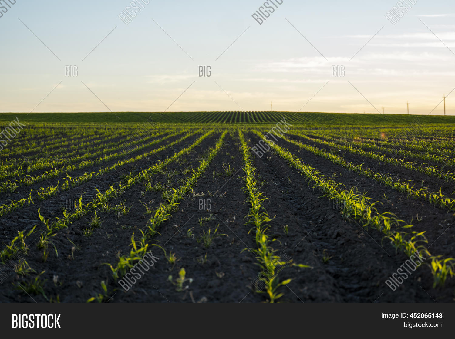 Rows Young Corn Plant Image & Photo (Free Trial) | Bigstock