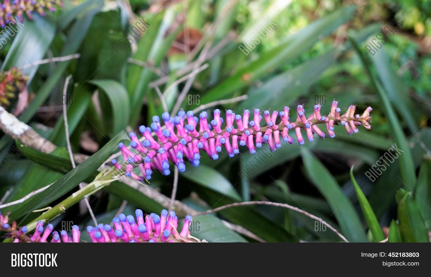 Aechmea Gamosepala Image & Photo (Free Trial) | Bigstock