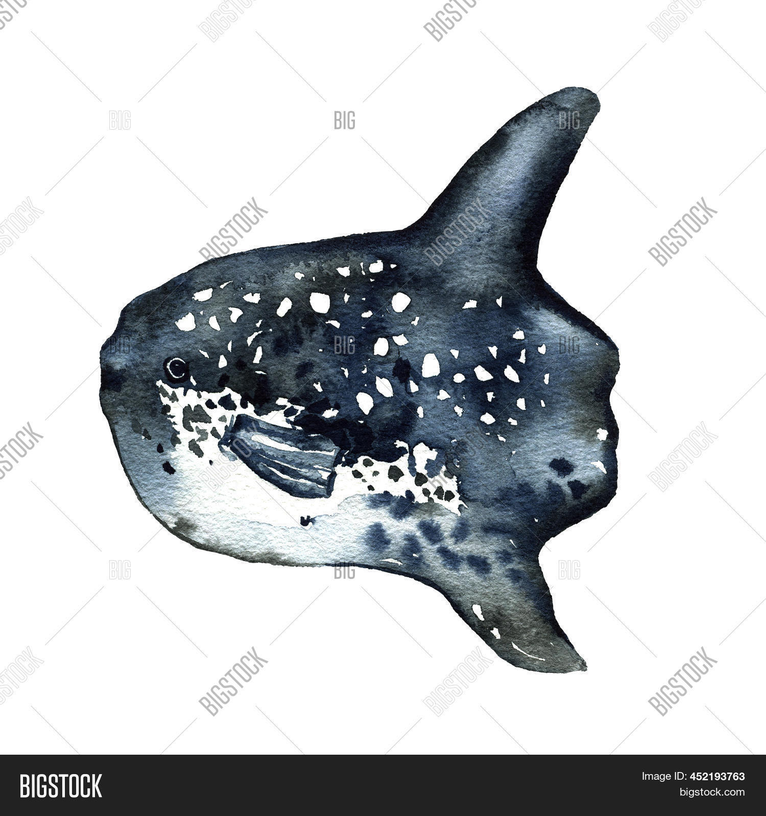 Watercolor Fish Moon Image & Photo (Free Trial) | Bigstock