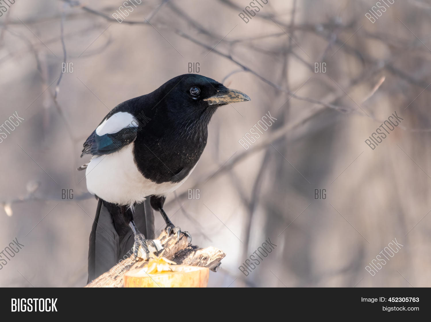 Eurasian Magpie Common Image & Photo (Free Trial) | Bigstock